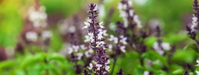 Top 7 Essential Oils For Nerve Pain Relief - Supplementox