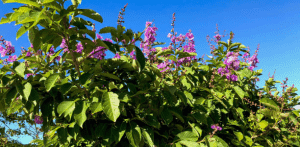 Banaba Leaf For Diabetes - What’s The Fuss Behind It? - Supplementox